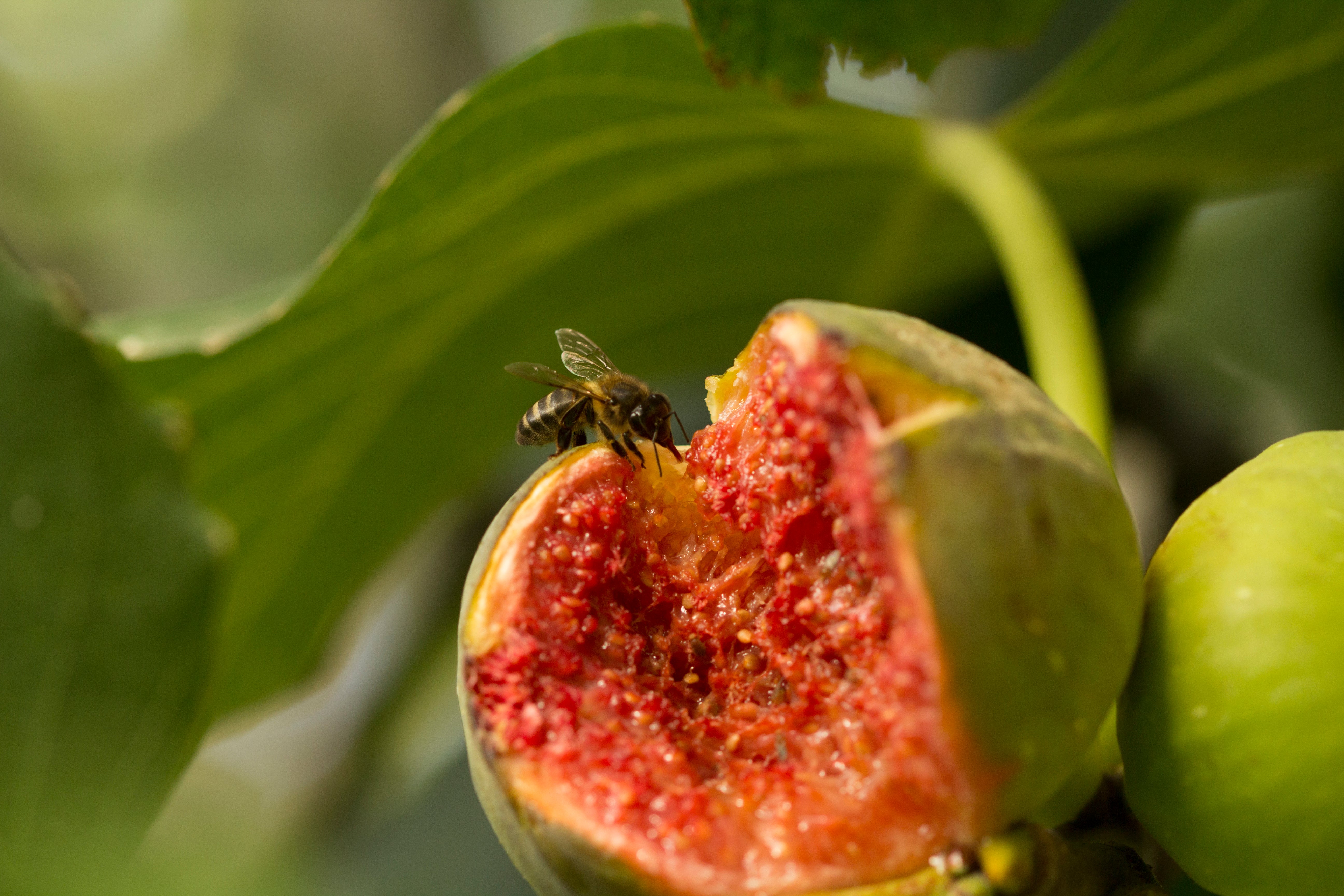 Who Gives a Flying Fig – Little Bee Scents™