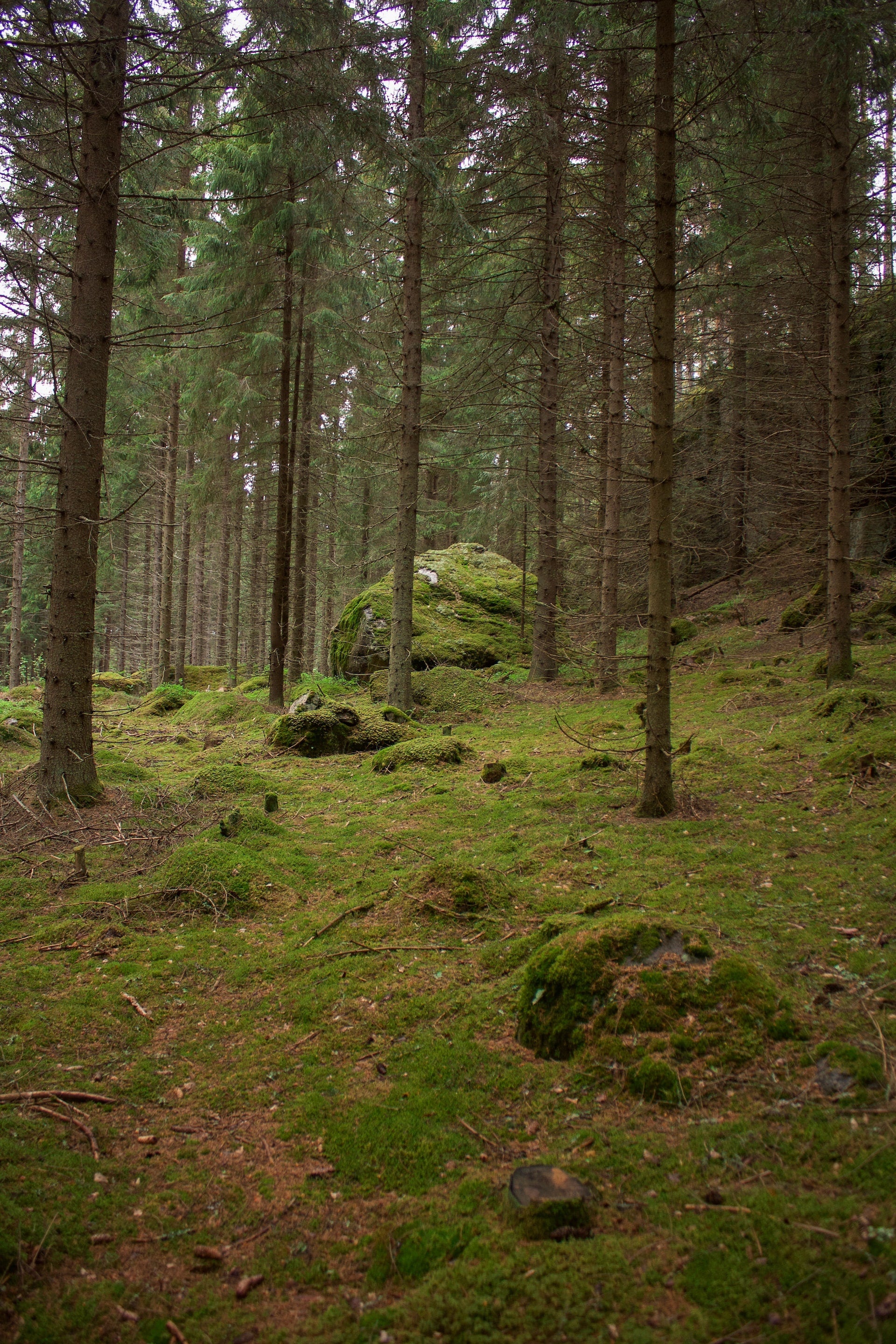 Forest Floor – Little Bee Scents™